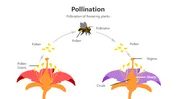 Download This Pollination PowerPoint Presentation