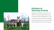 Explore This World Donkey Day PowerPoint Presentation