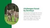 Explore This World Donkey Day PowerPoint Presentation
