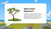 Biology Subject For High School Bird Migration Presentation