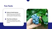 Explore This Pick Blueberries Day PowerPoint Presentation