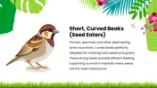 Biology Subject For High School Birds Beaks Adaptations PPT