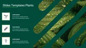 Green Colored Plant Presentation and Google Slides Templates
