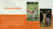 Deer PowerPoint Presentation And Google Slides Templates