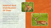 Deer PowerPoint Presentation And Google Slides Templates