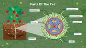 Biology Subject For Middle School Plant Cells Presentation
