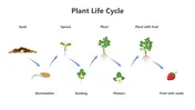 Get Now! Plant Life Cycle Google Slides And Canva Template