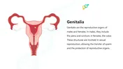 Biology Subject For High School Human Reproduction