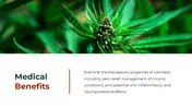 Cannabis PPT Templates and Google Slides For Presentation