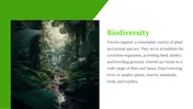 Explore Forest PowerPoint and Google Slides Templates