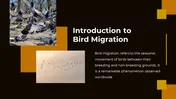 Get Now! Bird Migration PPT And Google Slides Templates