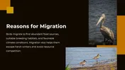 Get Now! Bird Migration PPT And Google Slides Templates