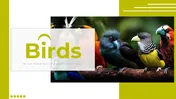 Birds PPT Presentation And Google Slides Templates