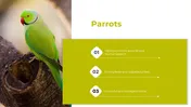Birds PPT Presentation And Google Slides Templates