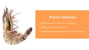 Discover Prawn PowerPoint and Google Slides Templates