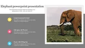 Birds PPT Presentation And Google Slides Templates