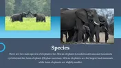 Buy Now! Elephant PowerPoint and Google Slides Templates