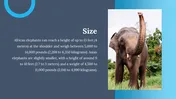 Buy Now! Elephant PowerPoint and Google Slides Templates