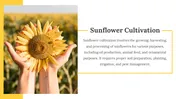 Get this Sunflower PowerPoint and Google Slides Templates