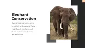 Elephant PPT Presentation And Google Slides Templates