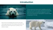 Polar Bear PPT Presentation and Google Slides Themes