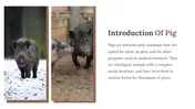Buy this Pig PowerPoint and Google Slides Templates