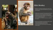 Monkey PowerPoint Presentation And Google Slides Templates