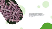 Bacteria PPT Presentation and Google Slides Themes