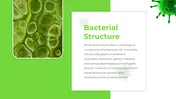 Bacteria Slide Template Presentation and Google Themes